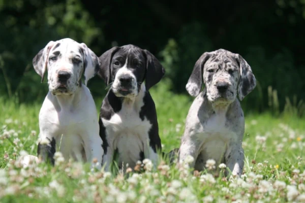 Alano Arlecchino: Un Cane Straordinario per Carattere & Bellezza