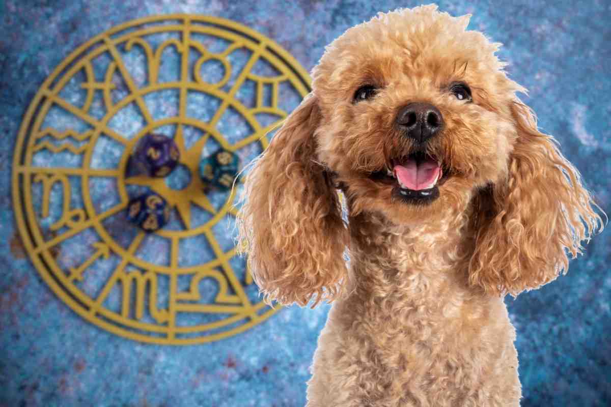 Scopri che tipo di cane è in base al segno zodiacale: il risultato ti ...